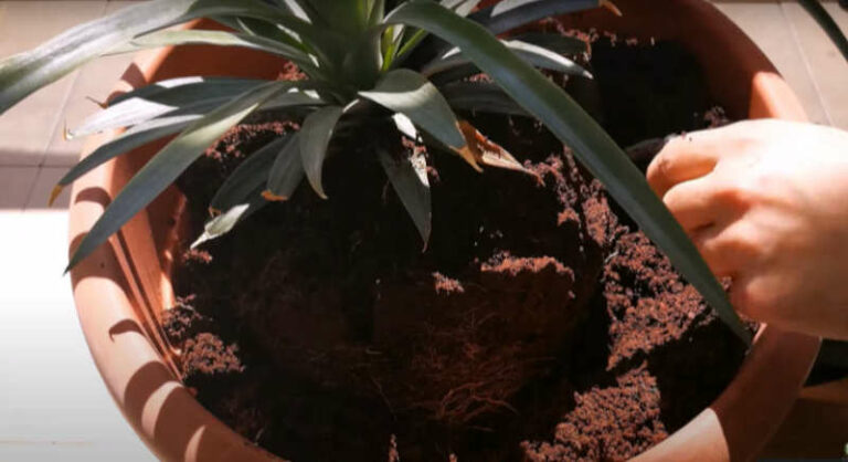 Comment faire pousser un ananas en 6 etapes - Passion Ananas